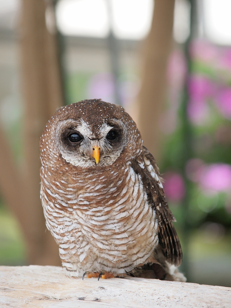 価格.com - 『ED 50-200mm F2.8-3.5 SWD～アフリカヒナフクロウ～』オリンパス E-5 ボディ Hiro Cloverさん のクチコミ掲示板投稿画像・写真「E-5で ...