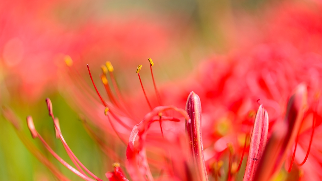 価格.com - 『D800E + AF-S Micro NIKKOR 60mm F2.8G ED』ニコン D800 ボディ 540iaさん ...