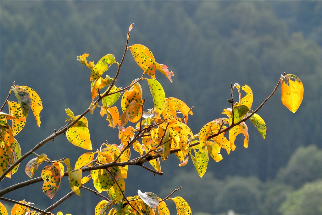 価格.com - 『柿の葉が色づきました』ニコン Nikon 1 J1 ボディ キリタロさん のクチコミ掲示板投稿画像・写真「秋の気配を感じ ...