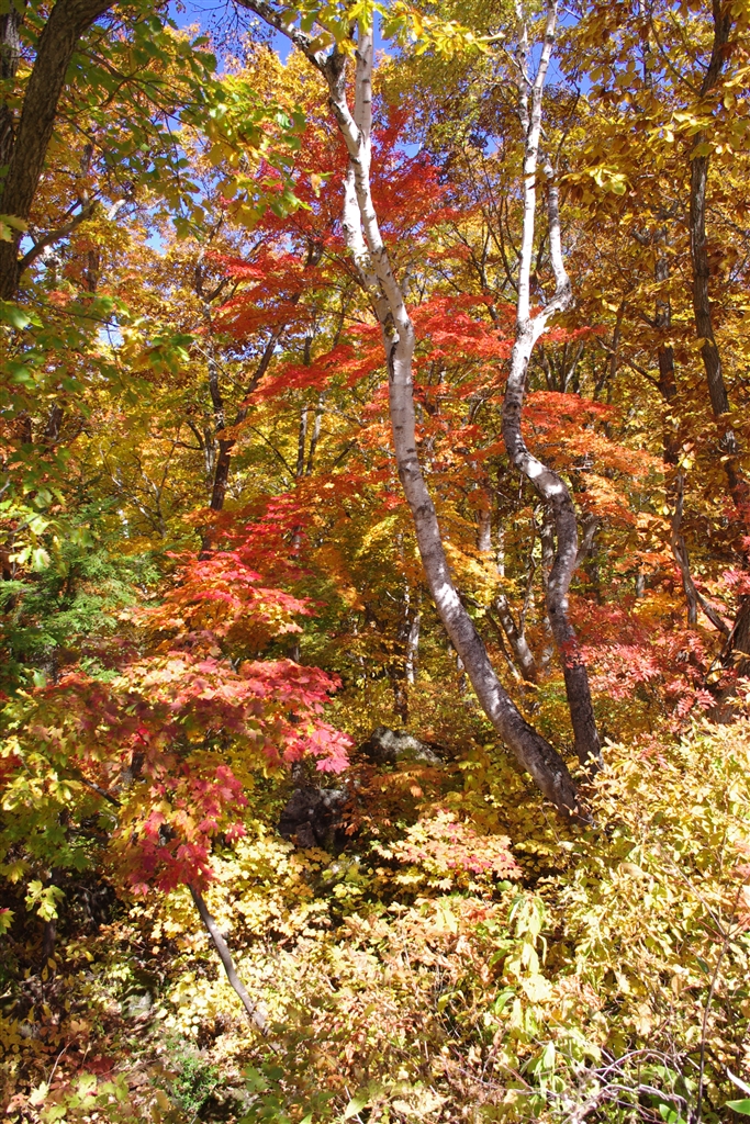 価格.com - 『色とりどり』ペンタックス PENTAX K-x ダブルズームキット 山を眺めてハイホーさん のクチコミ掲示板投稿画像・写真 ...