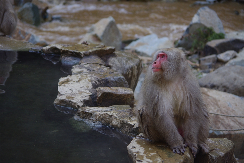 価格.com - 『地獄谷の猿も飽きません』ペンタックス PENTAX K-x ダブルズームキット 山を眺めてハイホーさん のクチコミ掲示板 ...