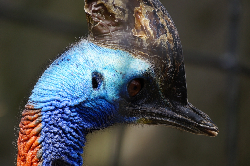 価格.com - 『ヒクイドリ』SONY 70-300mm F4.5-5.6 G SSM SAL70300G モンスターケーブルさん の ...