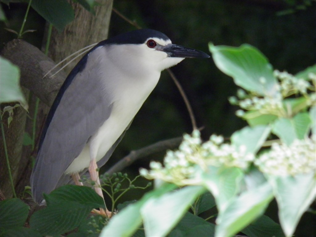 鳥の写真は普通の一眼レフのようにぼかしができるんですか 鳥の写真は普通の一眼レフのようにぼかしができるんですか
