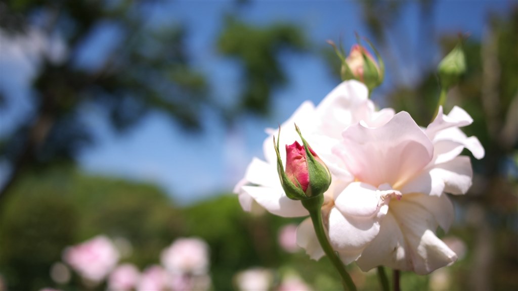 神レンズとは?』 パナソニック LUMIX G 20mm/F1.7 ASPH. H-H020 神レンズとは?』 パナソニック LUMIX G 20mm/F1.7 ASPH. H-H020