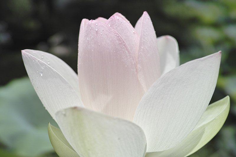 クローズアップレンズAML-2』 シグマ SIGMA DP2 Merrill の クローズアップレンズAML-2』 シグマ SIGMA DP2 Merrill の